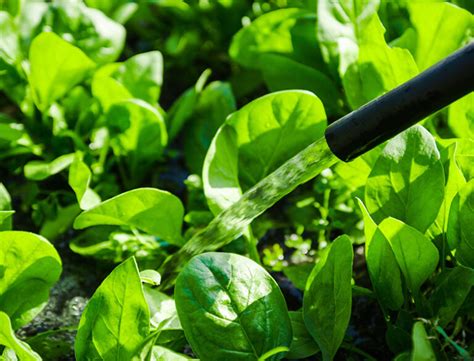 Spinach Guide How To Grow And Care For “spinacia Oleracea”