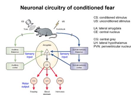 Learning And Memory Diagram Quizlet