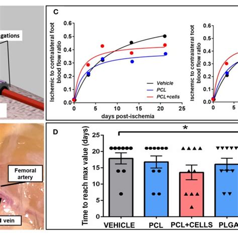 Schematic Description Of Scaffold Fabrication Process A Image Of