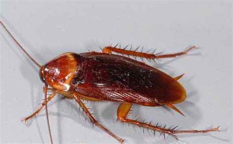 Cockroach Pest Control And Removal Melbourne Cockroaches Pest Control
