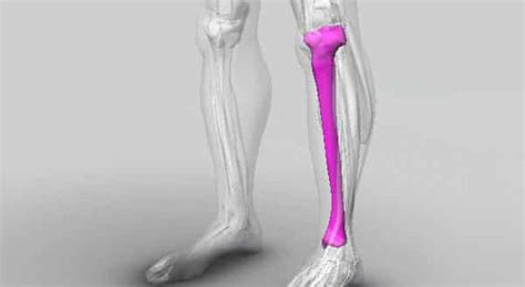 Top 10 Maiores Ossos Do Corpo Humano