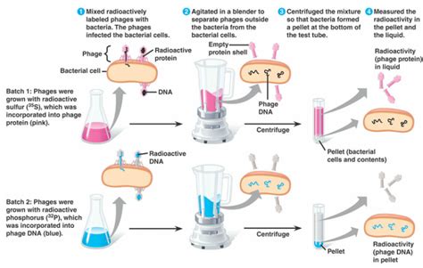 Hershey And Chase Experiment Animation