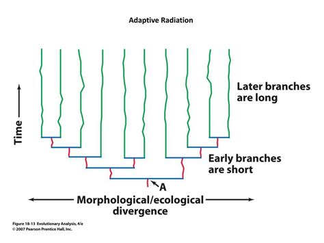 PPT Adaptive Radiation PowerPoint Presentation Free Download ID