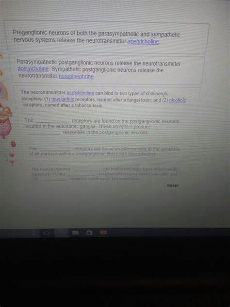 Solved Preganglionic Neurons Of Both The Parasympathetic And Chegg Com