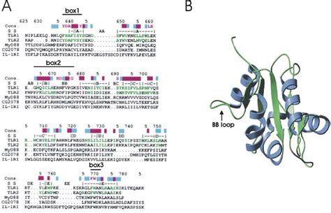 tir domain sequence and structure adapted from xu et al 2000 a