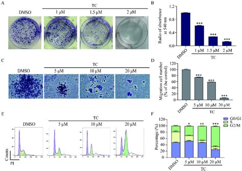 Tagitinin C Inhibits The Colony Formation Cell Migration Abilities And