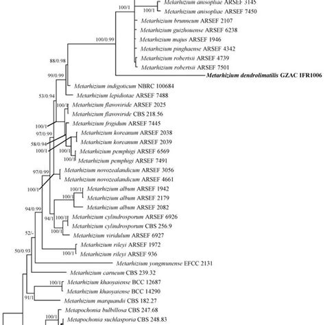 Phylogenetic Tree Generated From Maximum Parsimony And Bayesian Method Download Scientific