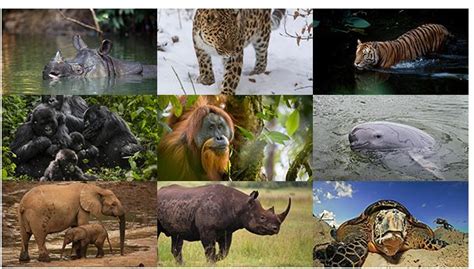 Дэлхийн хамгийн ховордсон амьтад Newswall