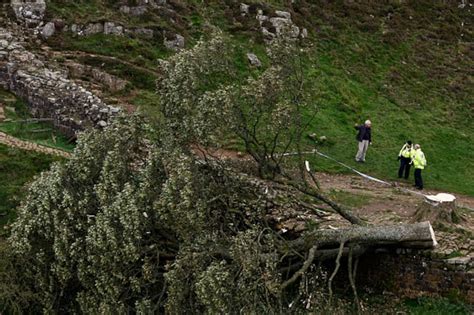 Year Old Arrested After Year Old Tree Growing Near Hadrians Wall Found Cut Down WSB