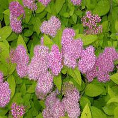 Spiraea Japonica Lisp Golden Princess百度百科
