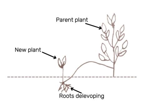 Layering Propagation And Its 6 Incredible Types Garden Chains