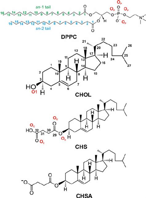 Chemical Structures Of Dppc Chol Chs And Chsa Molecules With The Download Scientific Diagram