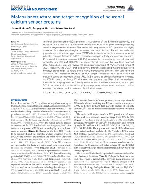 Molecular Structure And Target Recognition Of Neuronal Calcium Sensor Proteins Docslib