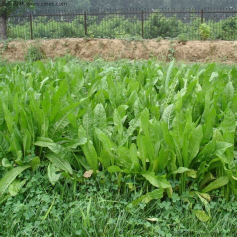 河南地区种植什么牧草更好 耐旱又耐寒的高产畜牧草草种 长景园林网