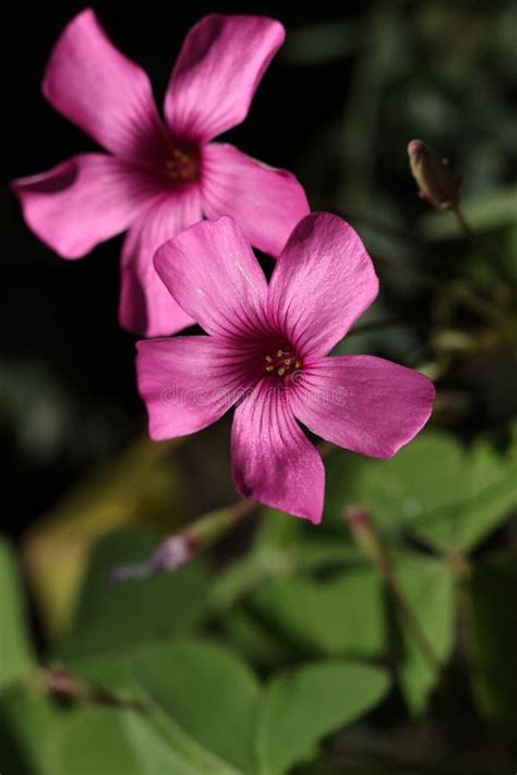 Oxalis Articulata Pink Oxalis Flowers In The Summer Garden Stock
