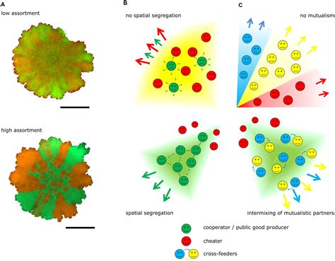 Frontiers Impact Of Spatial Distribution On The Development Of Mutualism In Microbes