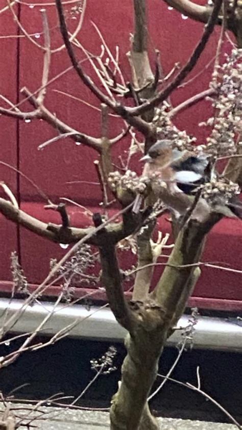 Help Identifying A Bird R Whatsthisbird