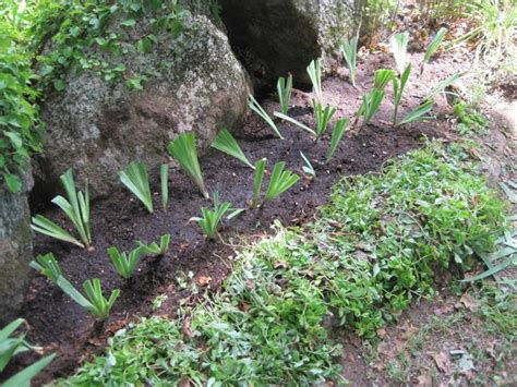 How To Divide Bearded IrisesWith Pictures Almanac Com