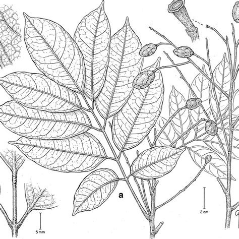 Dacryodes Caparuensis A Fruiting Branchlet With Detail Of Leaflet Download Scientific