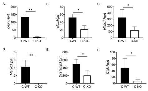 Conditional Loss Of Mef2c Expression In Osteoclasts Leads To A Sex