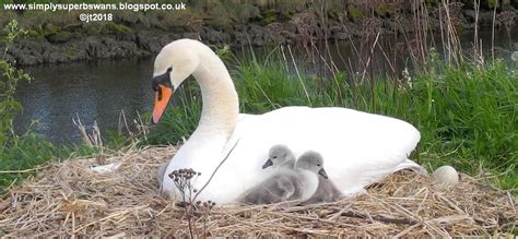Simply Superb Swans Duke And Pennys First Brood