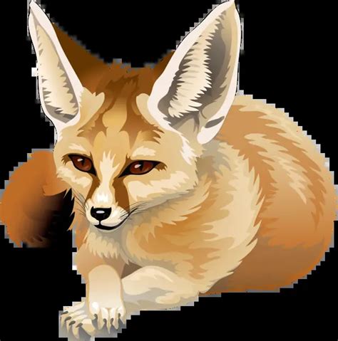 دانلود تصاویر Png روباه واقعی با کیفیت بالا و بدون پس‌زمینه