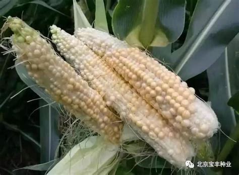 不再埋怨品种上17种畸形玉米穗形成原因 籽粒