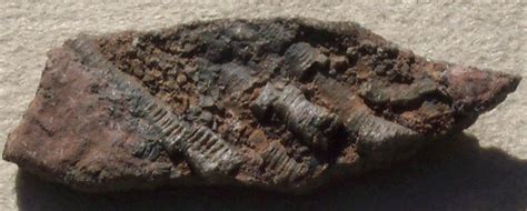 Fossils Crinoids
