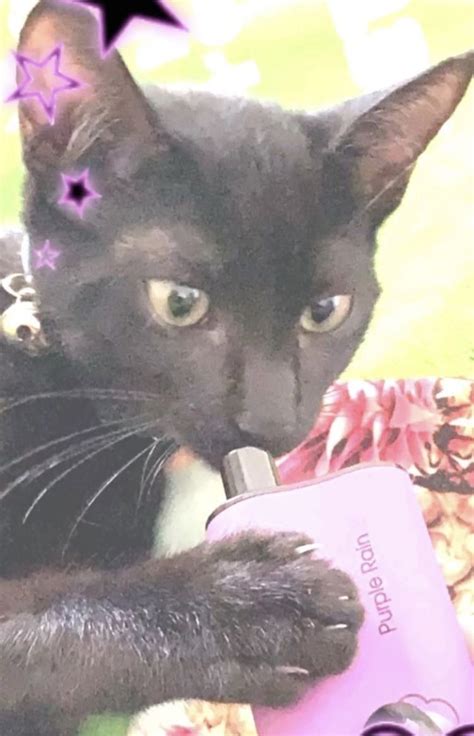 Cat Vape  Cat Vape Juul Discover Share S Artofit