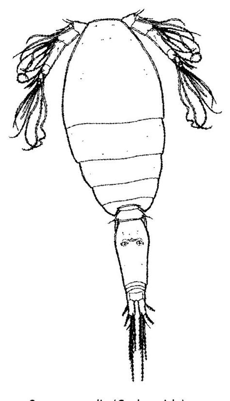 Figure 29 Phylum Arthropoda Subphylum Crustacea