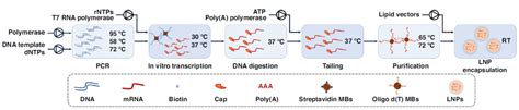 A Mrna Encapsulation Platform Integrating Fluigents Flowez
