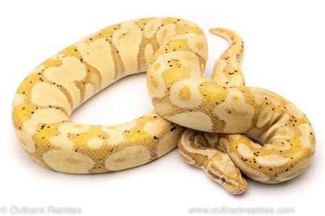 Super Banana Ball Python Super Banana Ball Python
