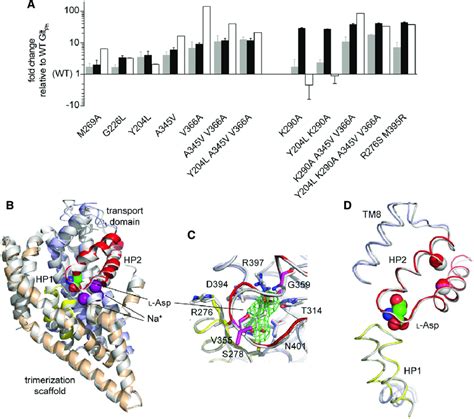 Correlations Between Activity Dynamics And Substrate Affinity A