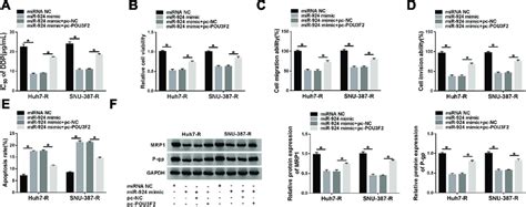 The Increased Mir 924 Level Regulated Ddp Resistant Hcc Cell Behaviors