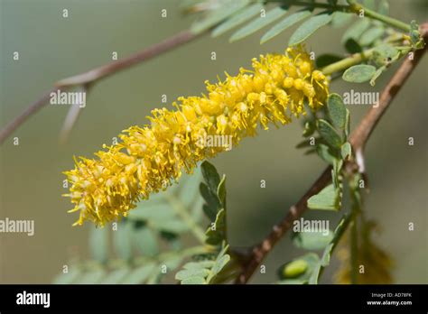 Screwbean Mesquite Prosopis Pubescens Tucson Arizona United States 15