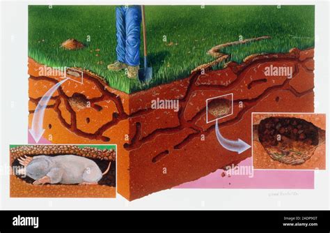 Mole Burrow Cutaway Illustration Of The System Of Tunnels Made By A