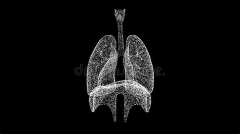 3d Human Lungs On Black Bg Respiratory System Human Body Object