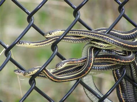 Sex Obsession Is Killing Male Snakes Study Reveals Lifestyle News India Tv