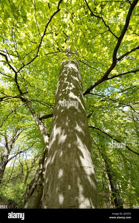 Spring Sunshine Casts Shadows On To The Trunk Of A Beech Tree And Lights Up The New Spring