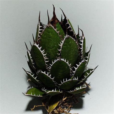 SALE91 OFF アガベ ホリダ カリフォルニア直輸入 agave horrida asakusa sub jp