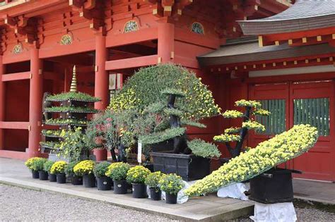 香取神宮奉納菊花大会 三栄メンテナンス株式会社ブログ