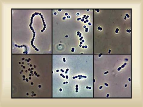 Streptococcus Enterococcus Review Bacterial Cell Morphology