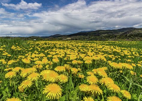 Dandelion Field Photography