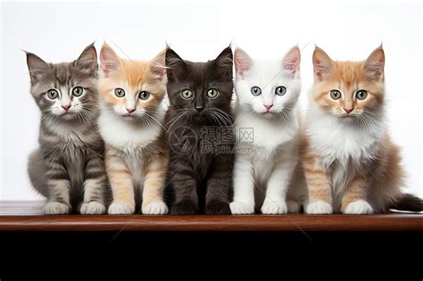 五只可爱的猫咪高清图片下载 正版图片600583420 摄图网