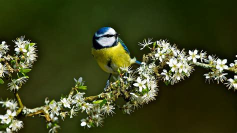 Blue Tit Cyanistes Caeruleus British Birds Woodland Trust