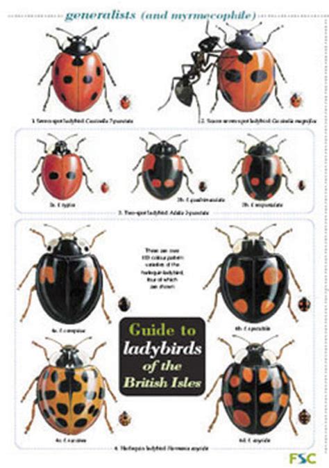 Insect Identification Printable