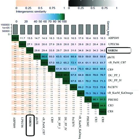 Heatmap Generated After Comparative Genome Analysis Of Download Scientific Diagram