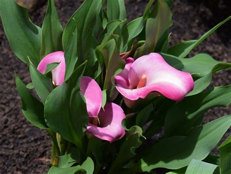 10 Long Lasting Flowers For Bouquets Bouqs Blog