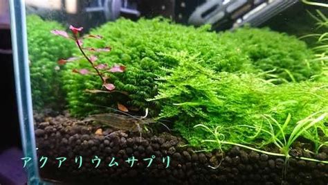 水草水槽に肥料を与えるやり方と考え方