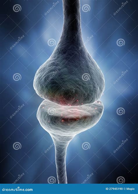 Dendrite Biological Anatomy Vector Illustration Diagram With Nerve Cell Structure